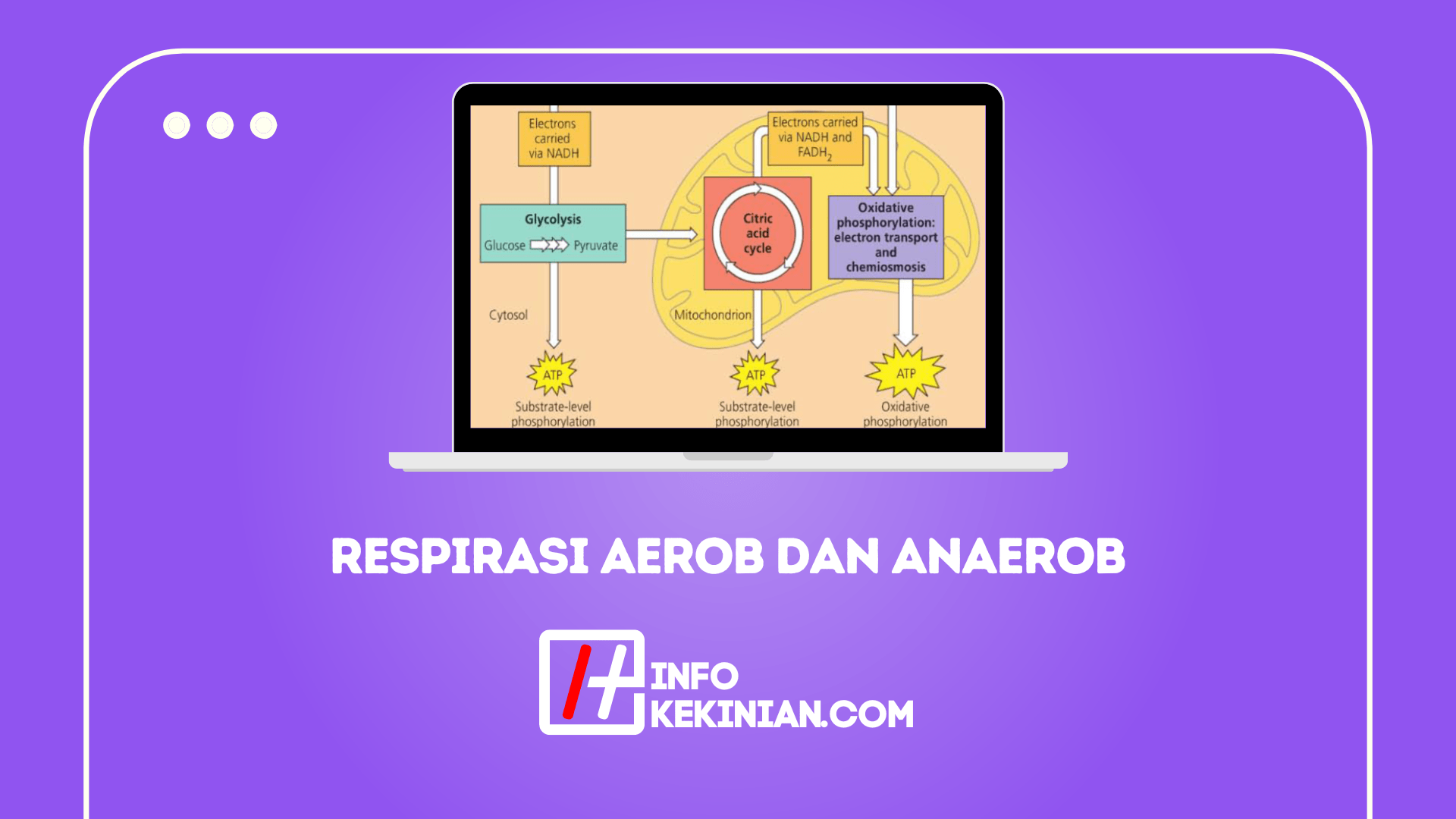 Pengertian dan Perbedaan Respirasi Aerob Dan Anaerob