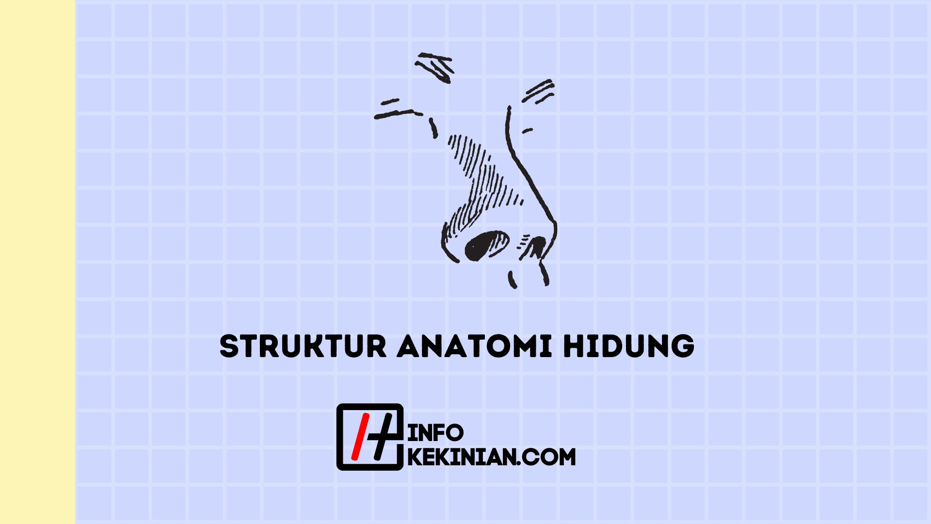 Struktur Anatomi Hidung Pengertian Fungsi Dan Penyaki - vrogue.co Struktur Anatomi Hidung Pengertian Fungsi Dan Penyaki - vrogue.co