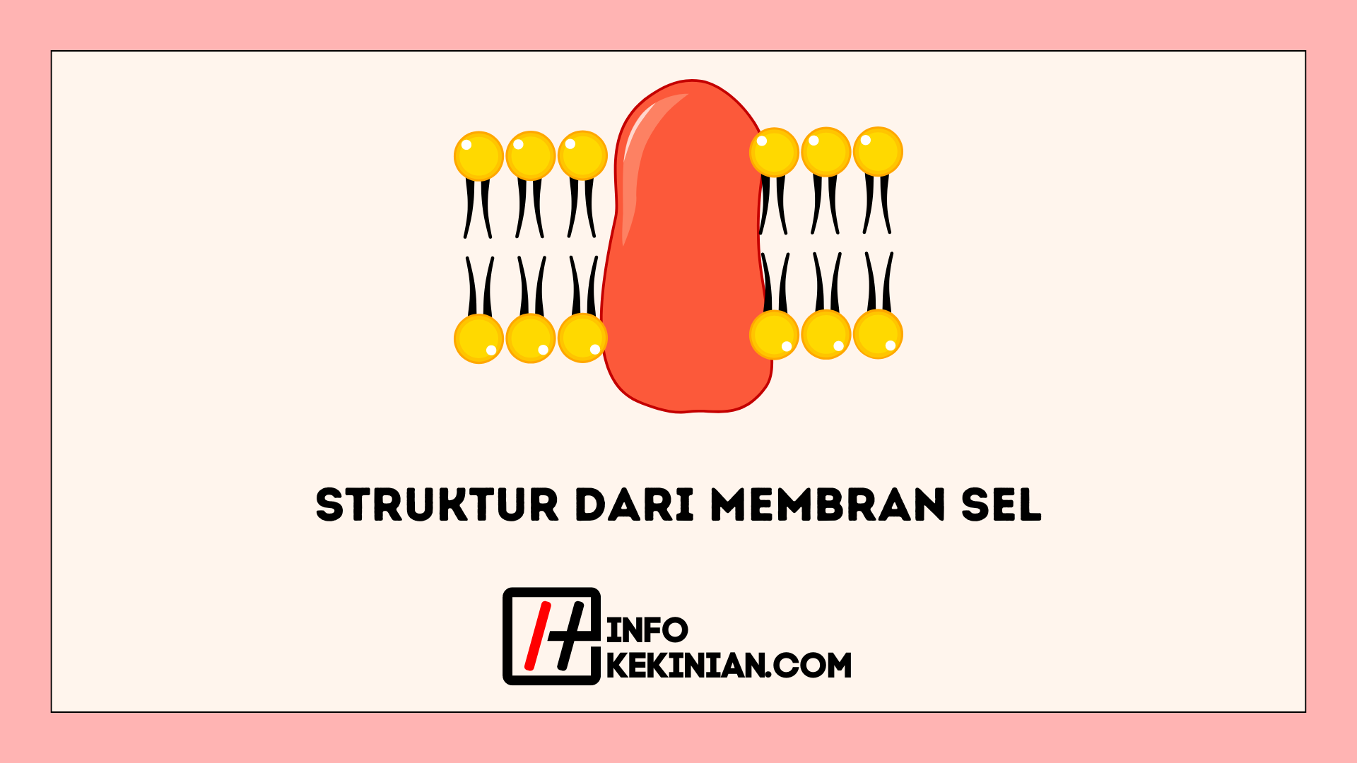 Pengertian Membran Sel Dan Fungsinya