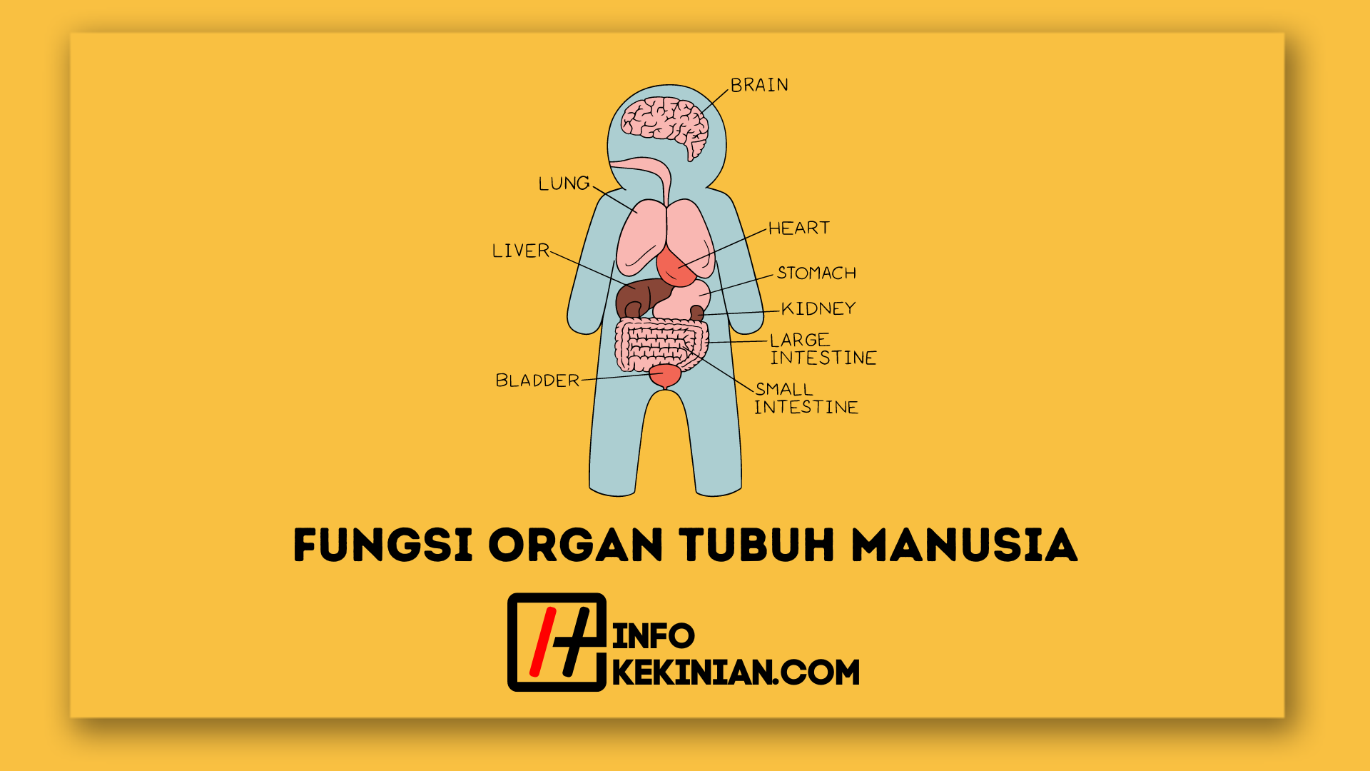 5 Fungsi Organ Tubuh Manusia yang Memiliki Peran Penting 5 Fungsi Organ Tubuh Manusia yang Memiliki Peran Penting