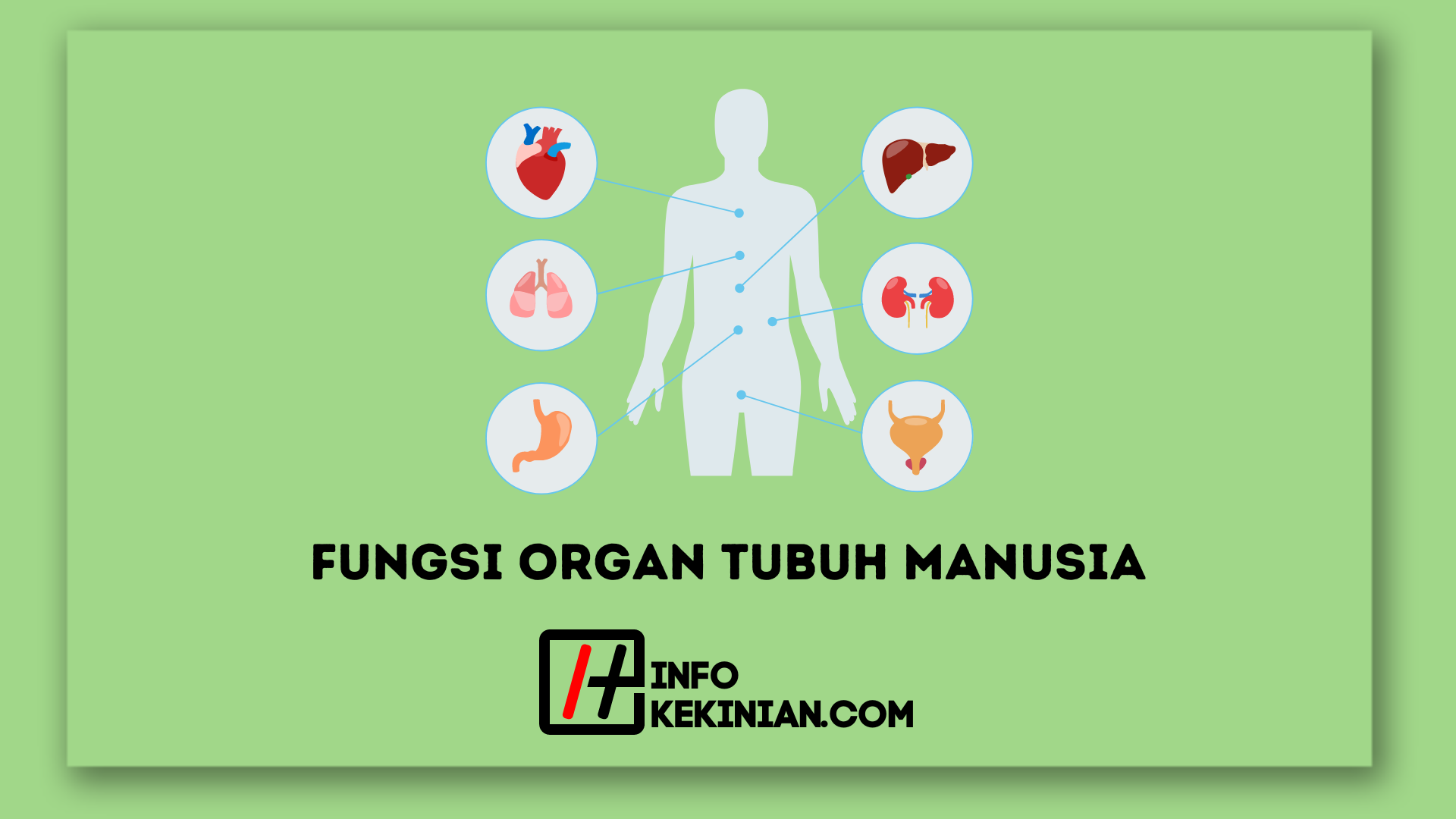 5 Fungsi Organ Tubuh Manusia yang Memiliki Peran Penting 5 Fungsi Organ Tubuh Manusia yang Memiliki Peran Penting