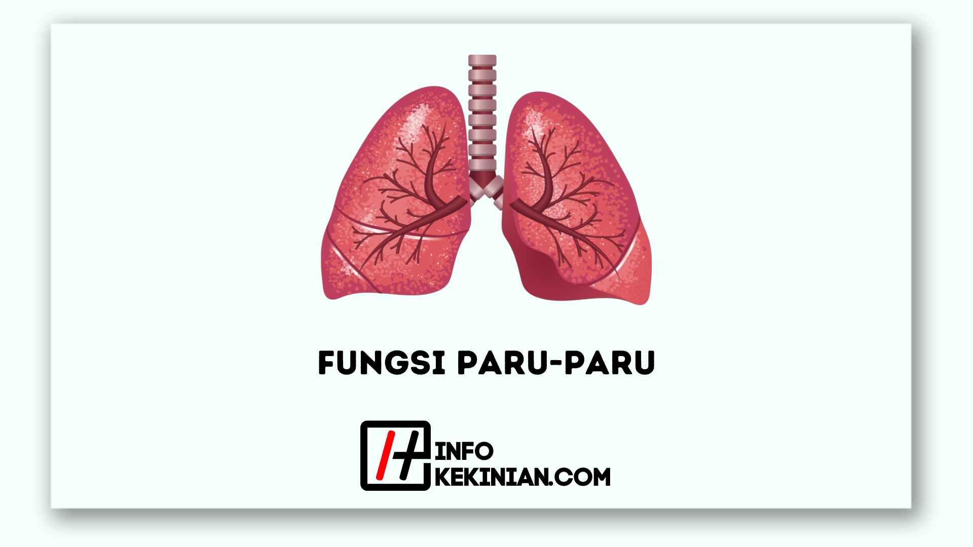 Struktur Dan Fungsi Paru Paru Pulmo - vrogue.co Struktur Dan Fungsi Paru Paru Pulmo - vrogue.co