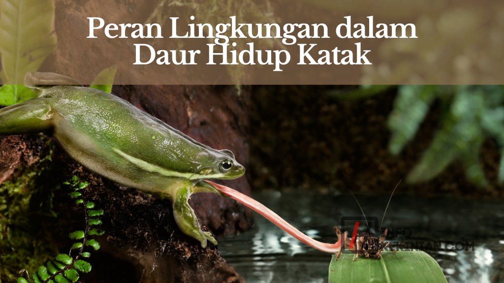Siklus Daur Hidup Katak, Habitat dan Penjelasannya Siklus Daur Hidup Katak, Habitat dan Penjelasannya